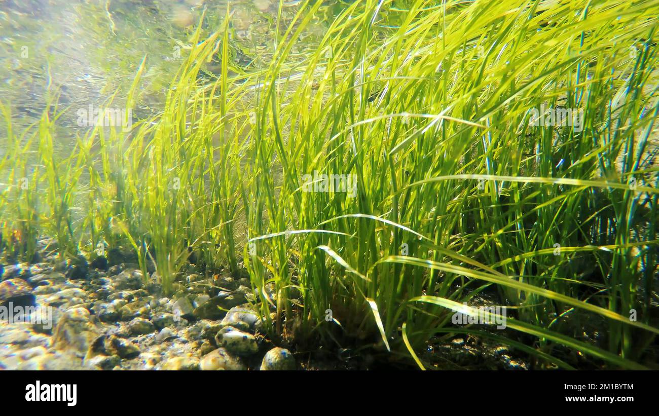 Clear shallow stream with underwater weed gently swaying Stock Photo ...