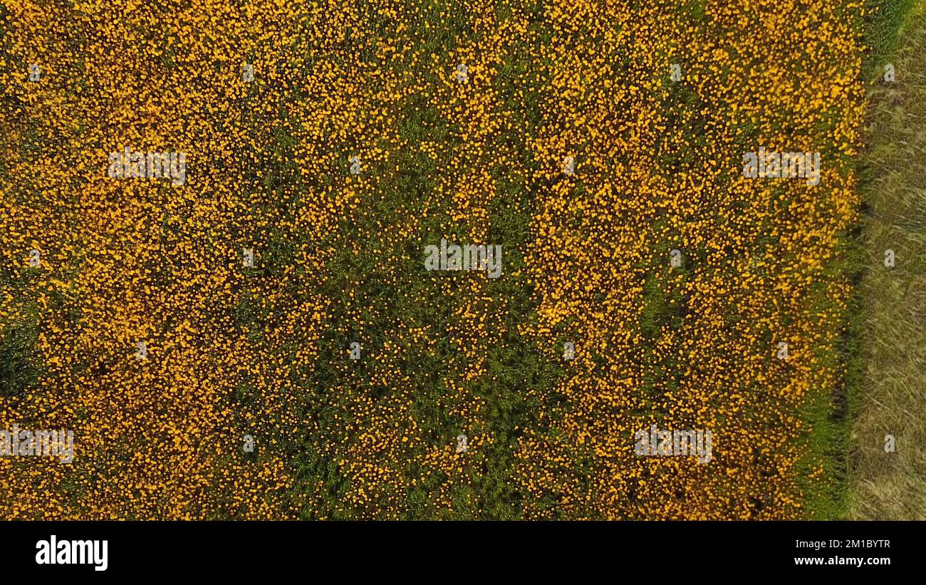 Flower 4k footage hi-res stock photography and images - Alamy