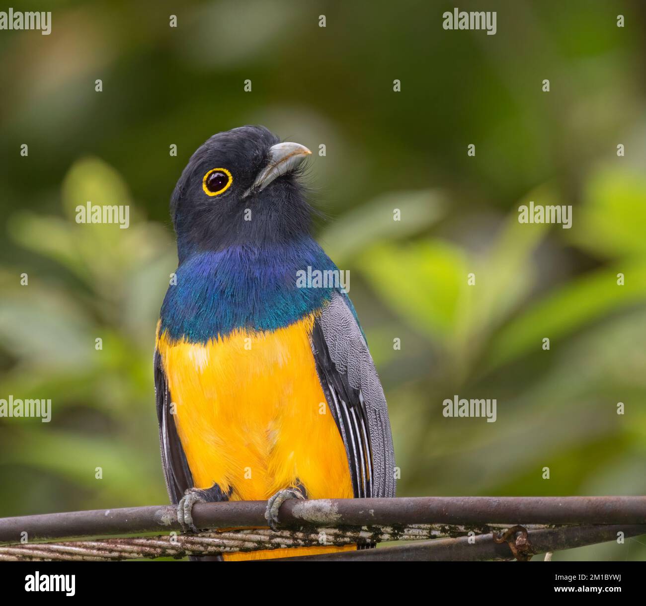 Costa rica yellow trogon hi-res stock photography and images - Alamy