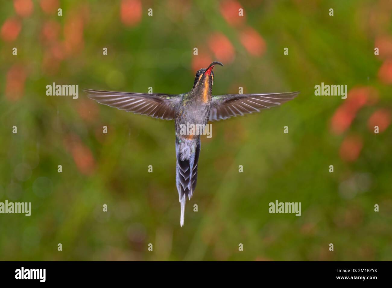 The green hermit (Phaethornis guy) in flight Stock Photo - Alamy