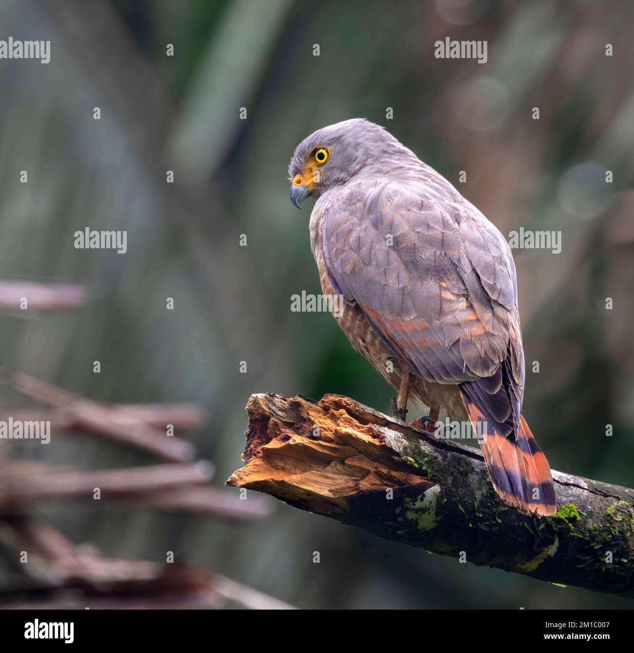 The roadside hawk (Rupornis magnirostris) in Corcovado National Park, Costa Rica Stock Photo - Alamy