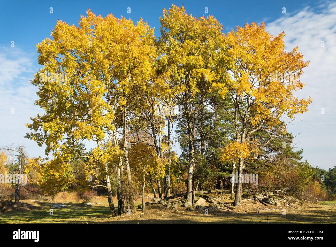 Populus tremula, called as common aspen, Eurasian aspen, European aspen ...