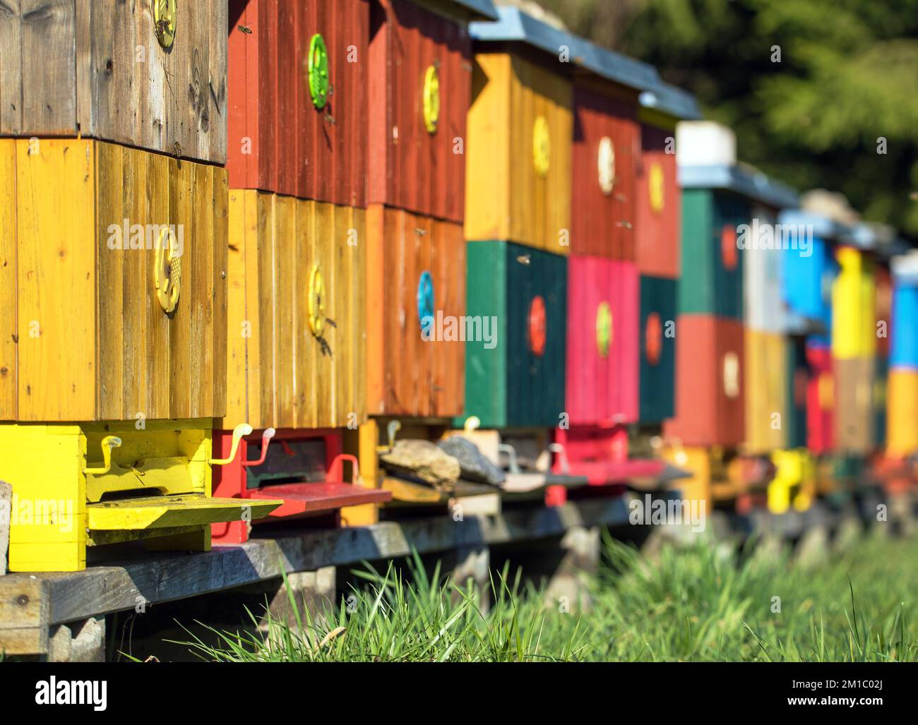row of colourful wooden beehives or bee hives, honey production ...