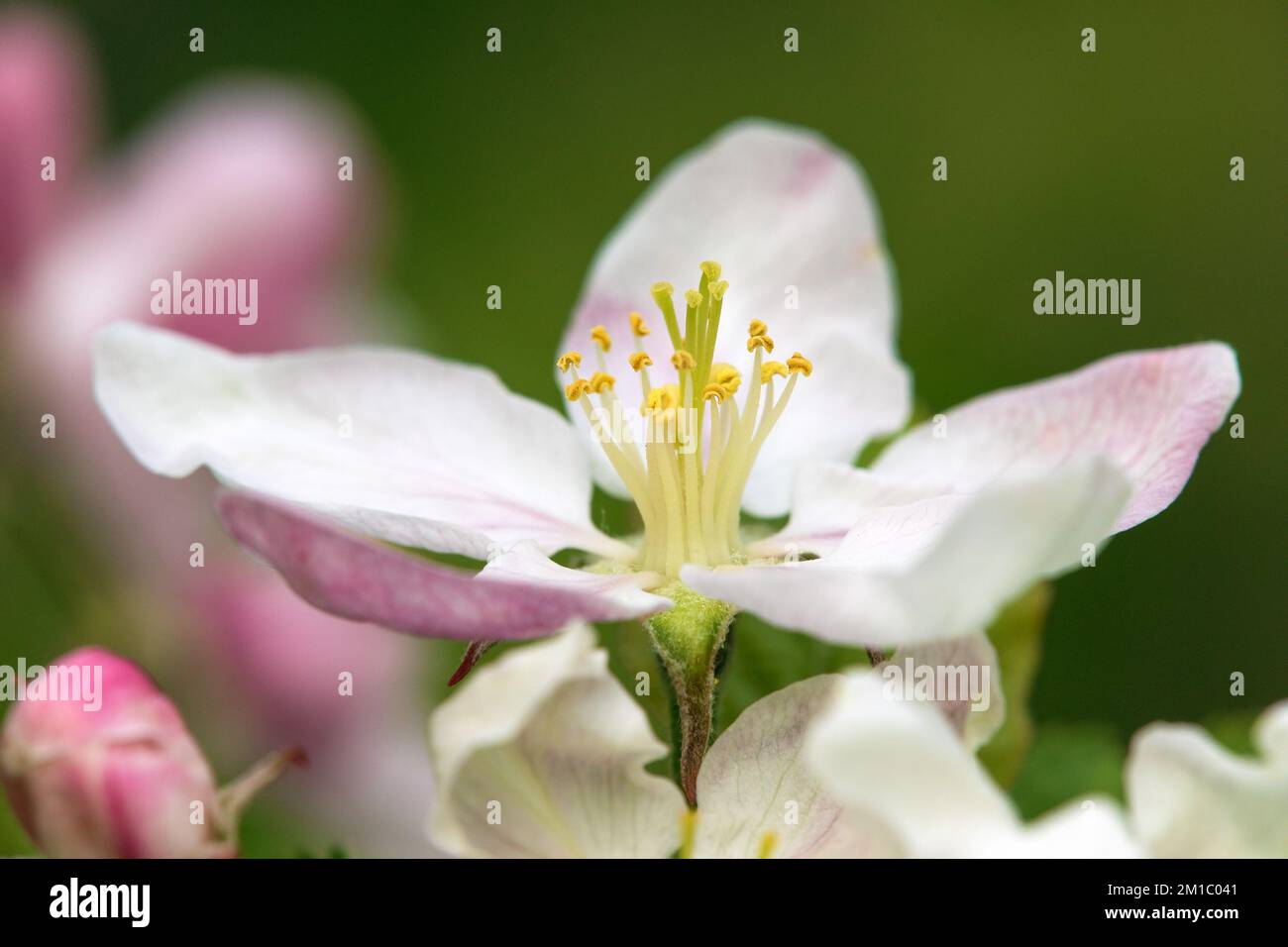 flower of apple tree in latin Malus Domestica flowering plant ...