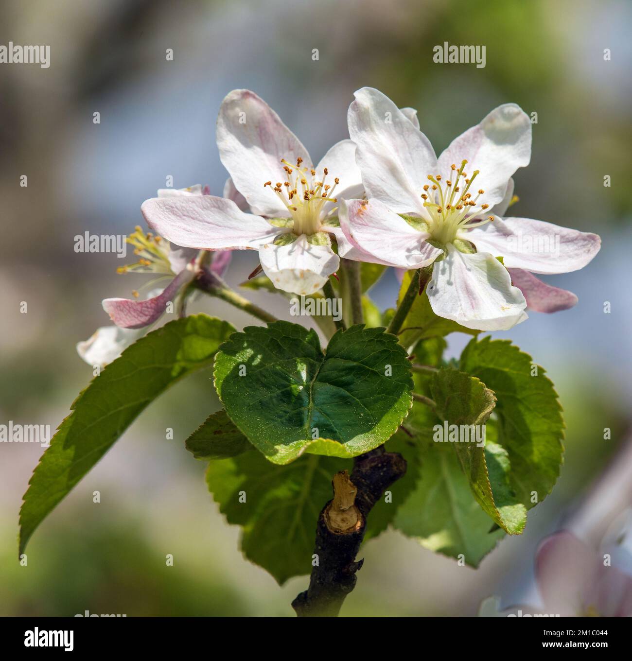 flower of apple tree in latin Malus Domestica flowering plant ...