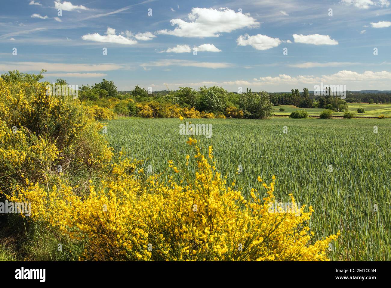 Cytisus scoparius, the common broom or Scotch broom yellow flowering in ...