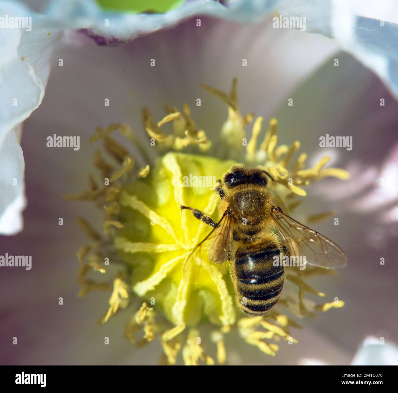 bee or honeybee in Latin Apis Mellifera, european or western honey bee ...