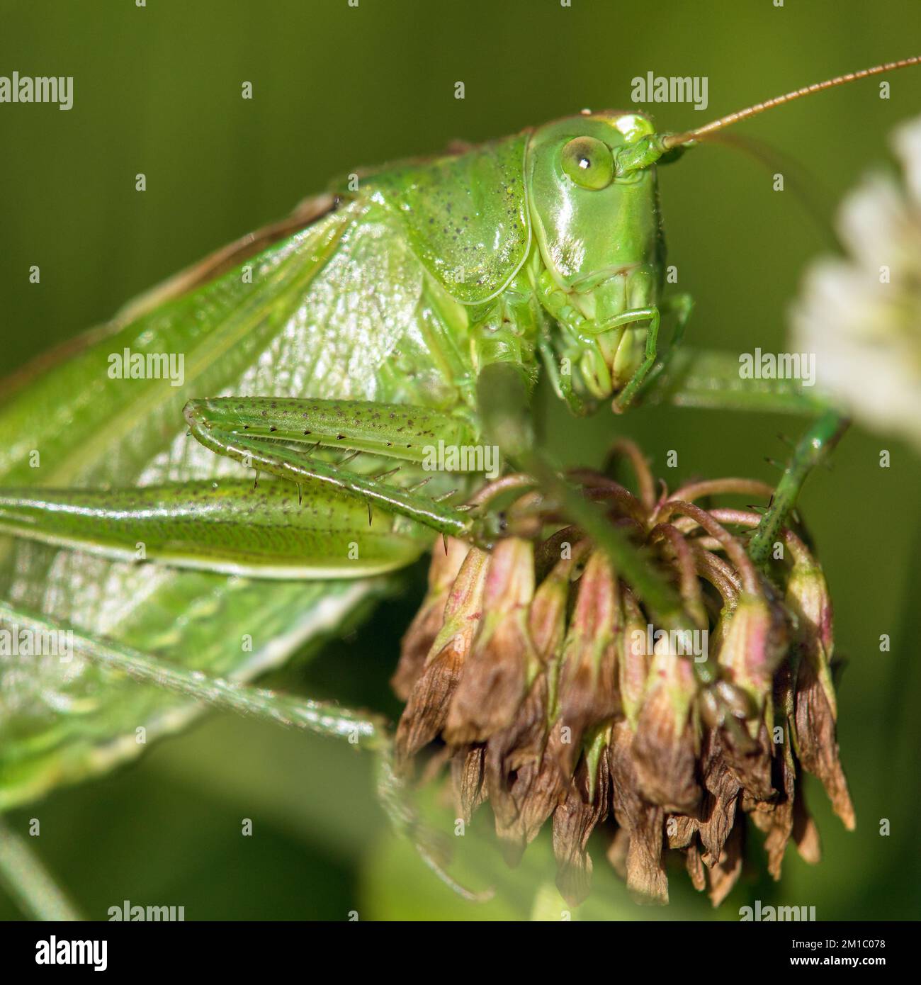 Cricket grasshopper hi-res stock photography and images - Alamy
