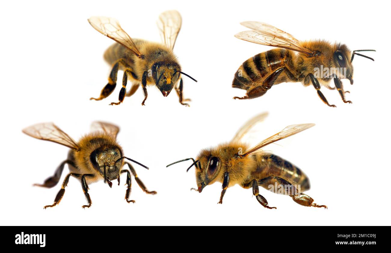 Set of four bees or honeybees in Latin Apis Mellifera, european or ...
