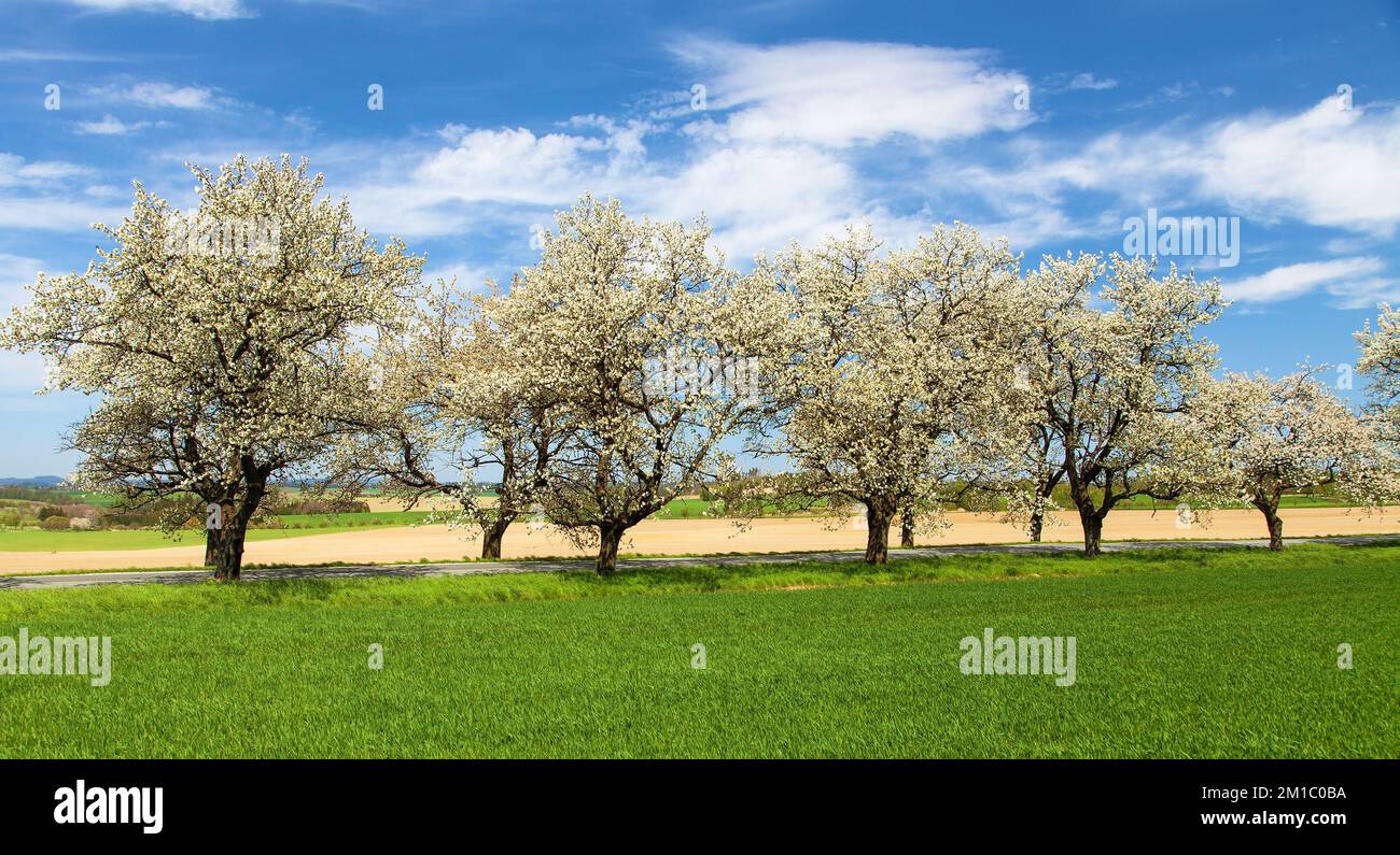 green field, road and alley of flowering cherry trees in latin Prunus ...