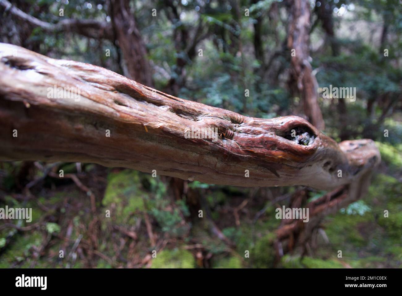 unusual branch across path along walk at Cradle Mountain Tasmania Stock ...
