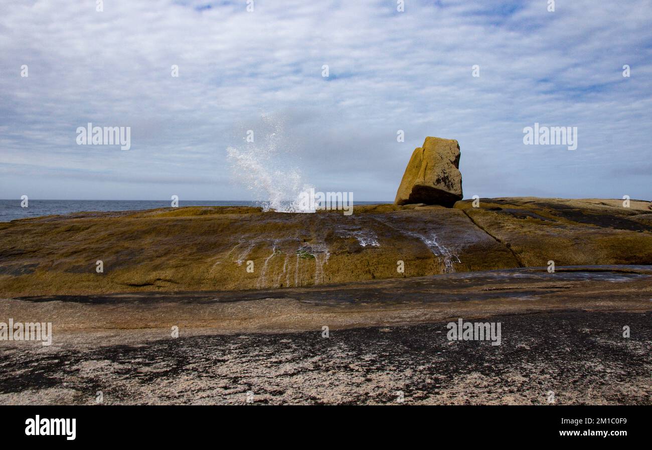 Bicheno penguins hi-res stock photography and images - Alamy