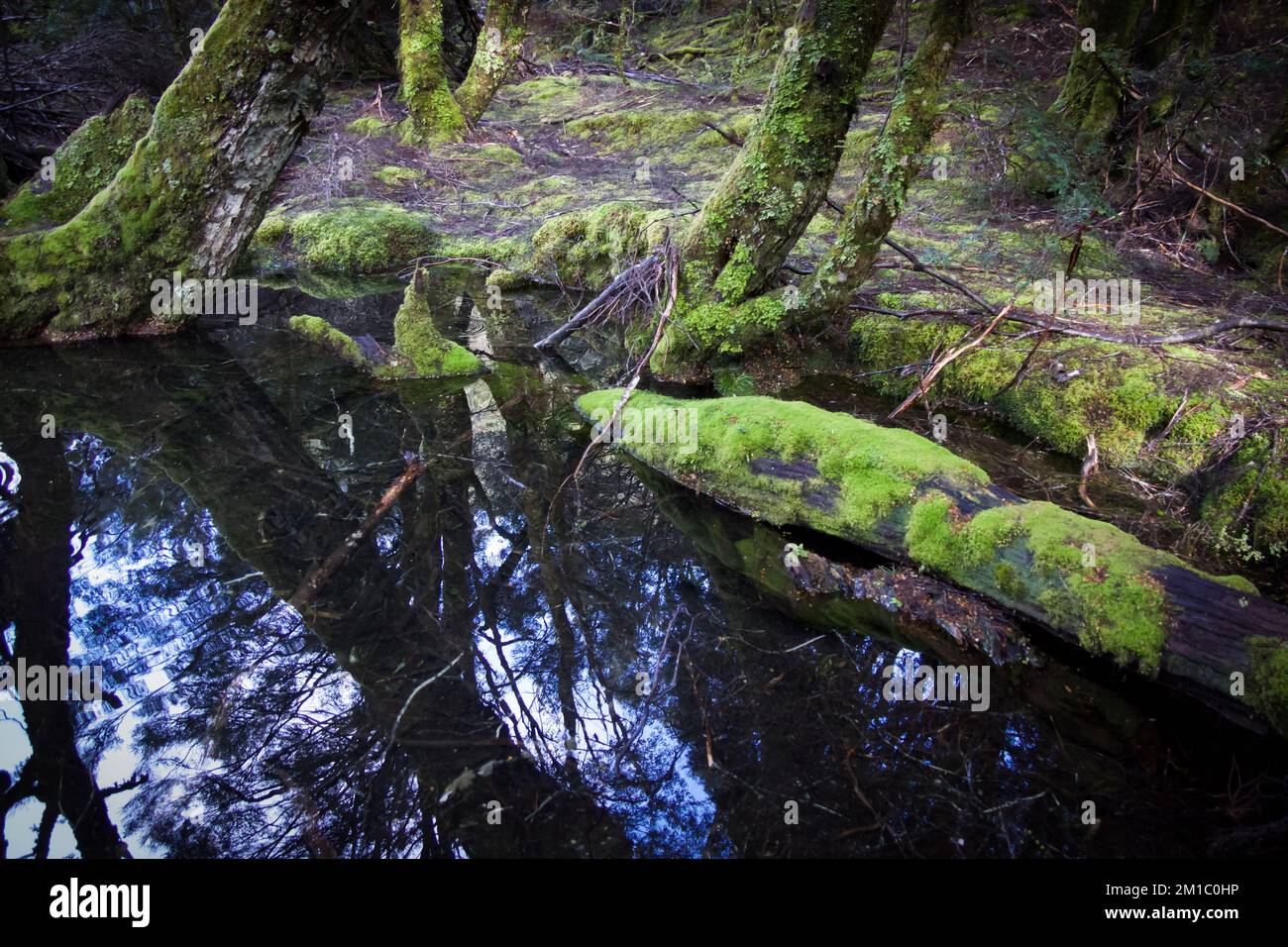 Submerged tree branches hi-res stock photography and images - Alamy