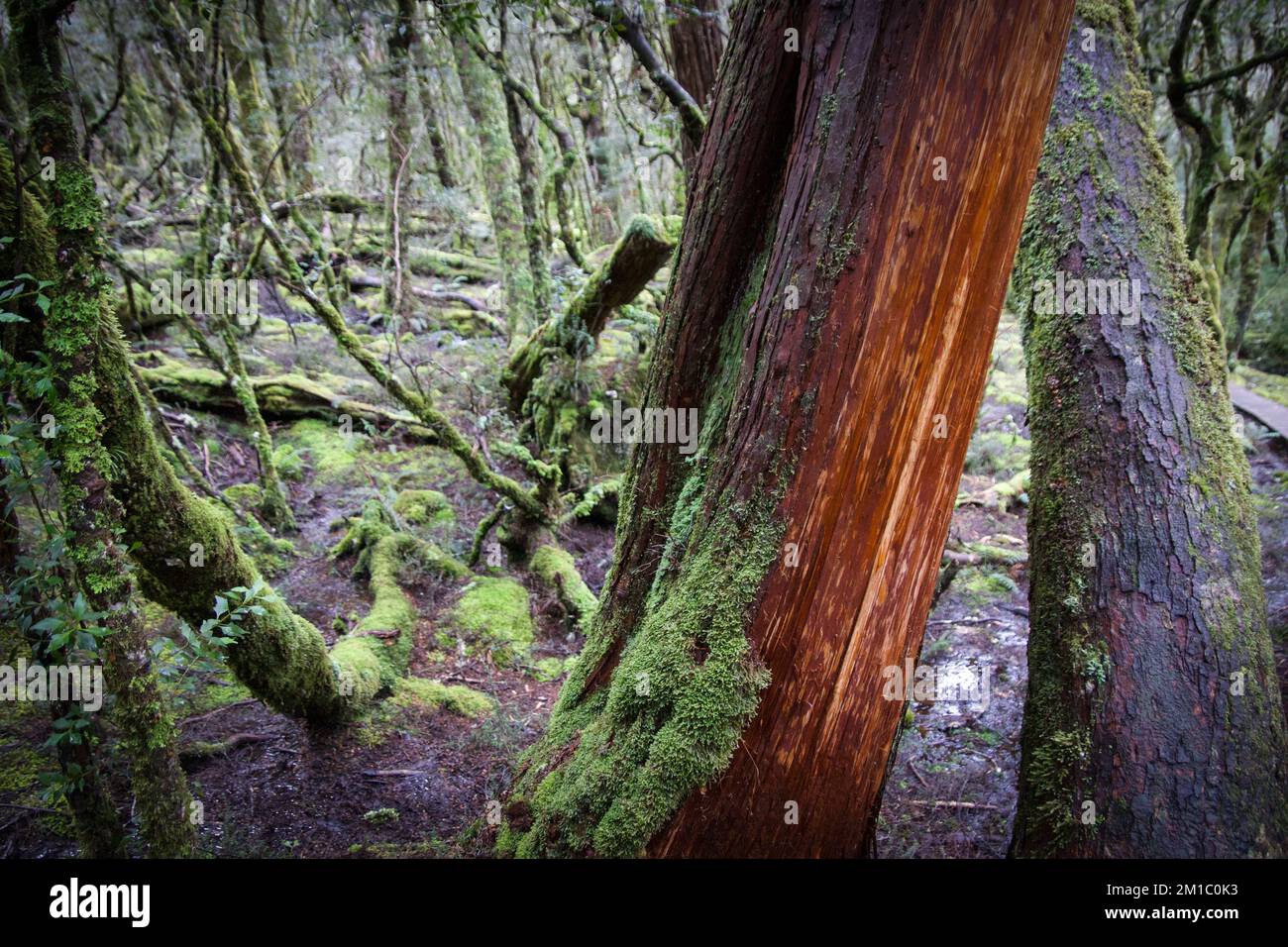 Picture around every tree hi-res stock photography and images - Alamy