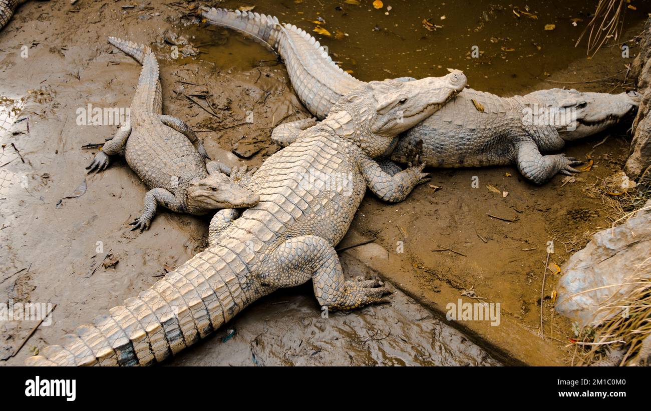 Crocodile family hi-res stock photography and images - Alamy