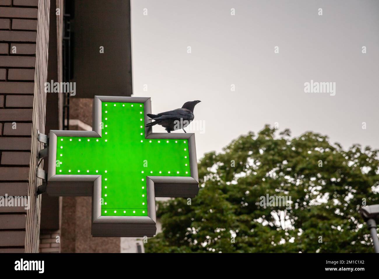 Picture of a green cross indicating a pharmacy at sunset, lit by neon ...