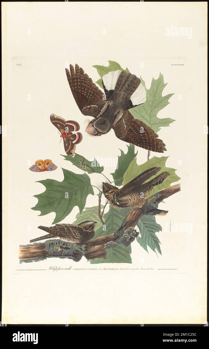 Whip-poor-will : Caprimulgus vociferus, Wils. Male, 1. Female, 2. Black ...
