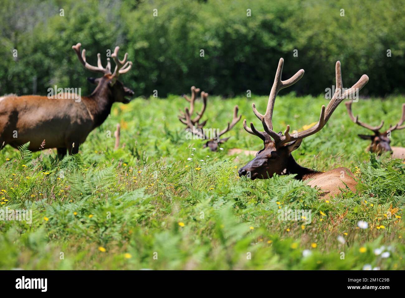 Group of Elk on a meadow - California Stock Photo - Alamy