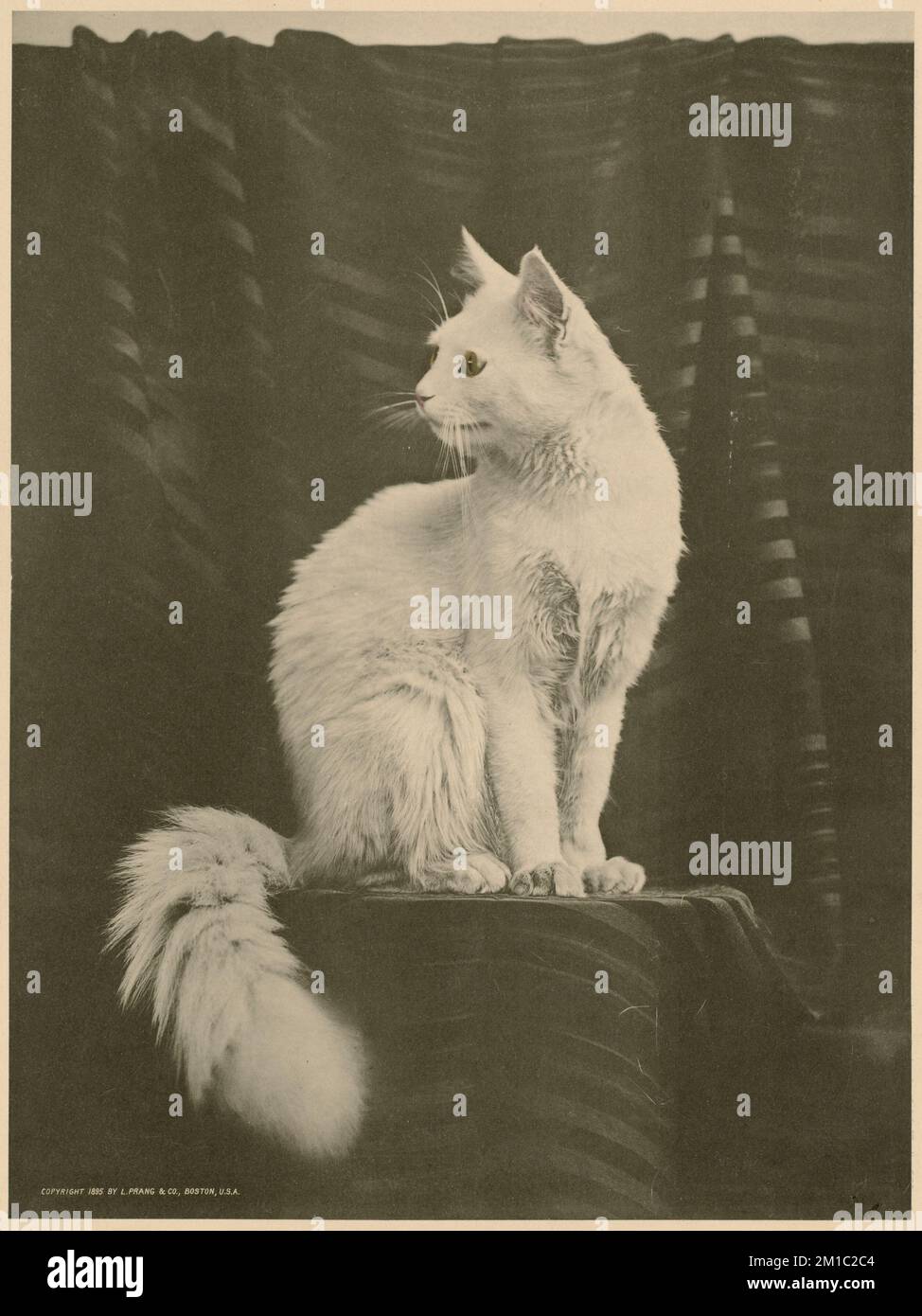 White cat , Cats. Louis Prang & Company Collection Stock Photo - Alamy