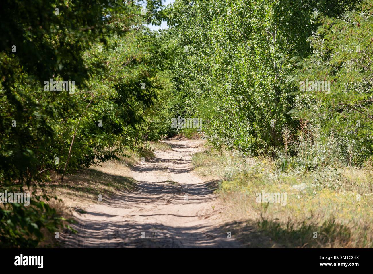 Picture of a dirt road in the Suboticka pescara of Subotica, Serbia ...