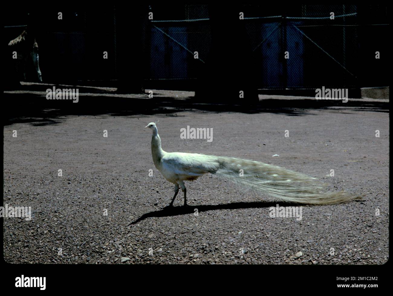 White peacock in fenced area with giraffe in background, San Francisco ...