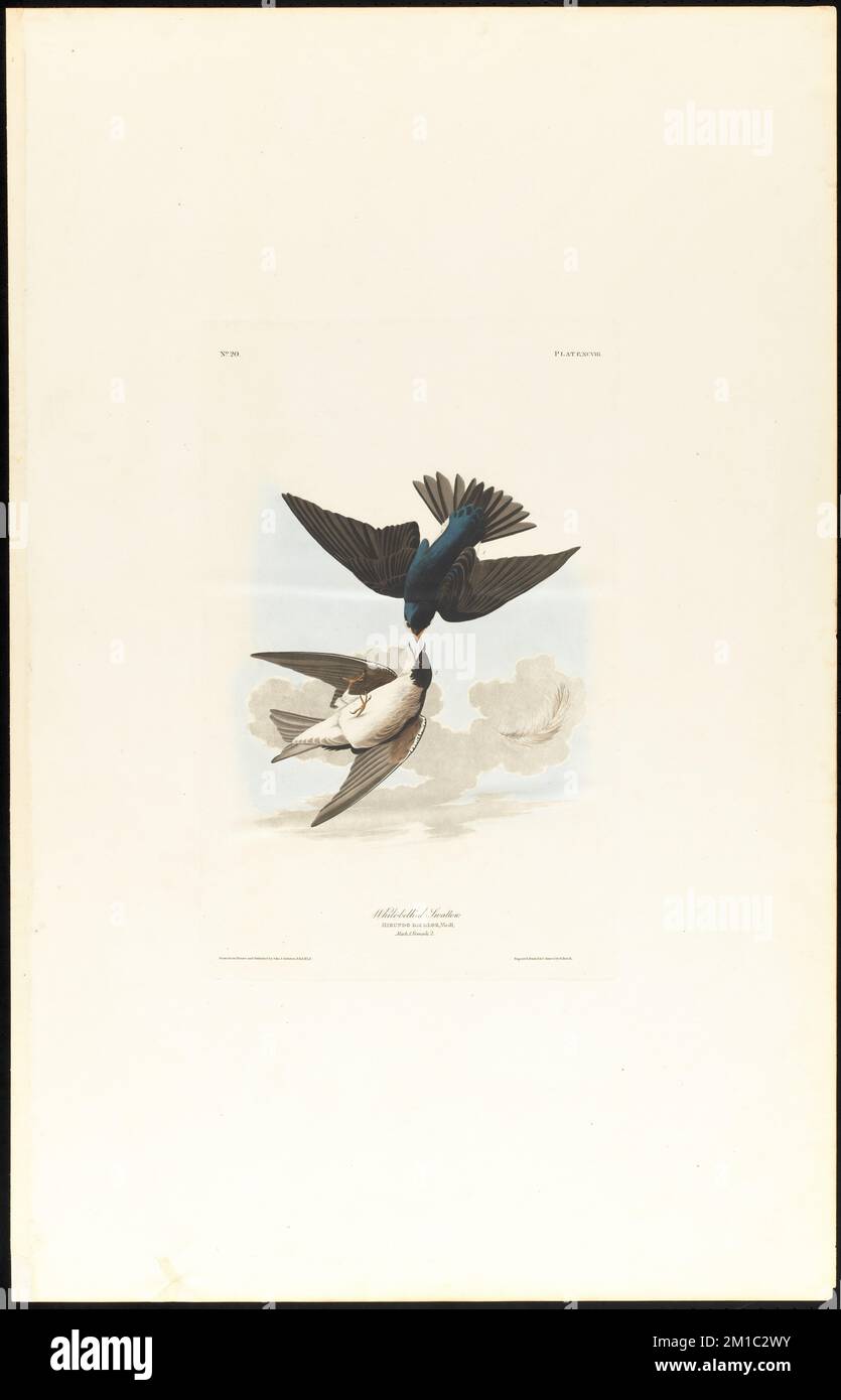White-bellied swallow : Hirundo bicolor, Vieill. Male, 1. Female, 2. c ...