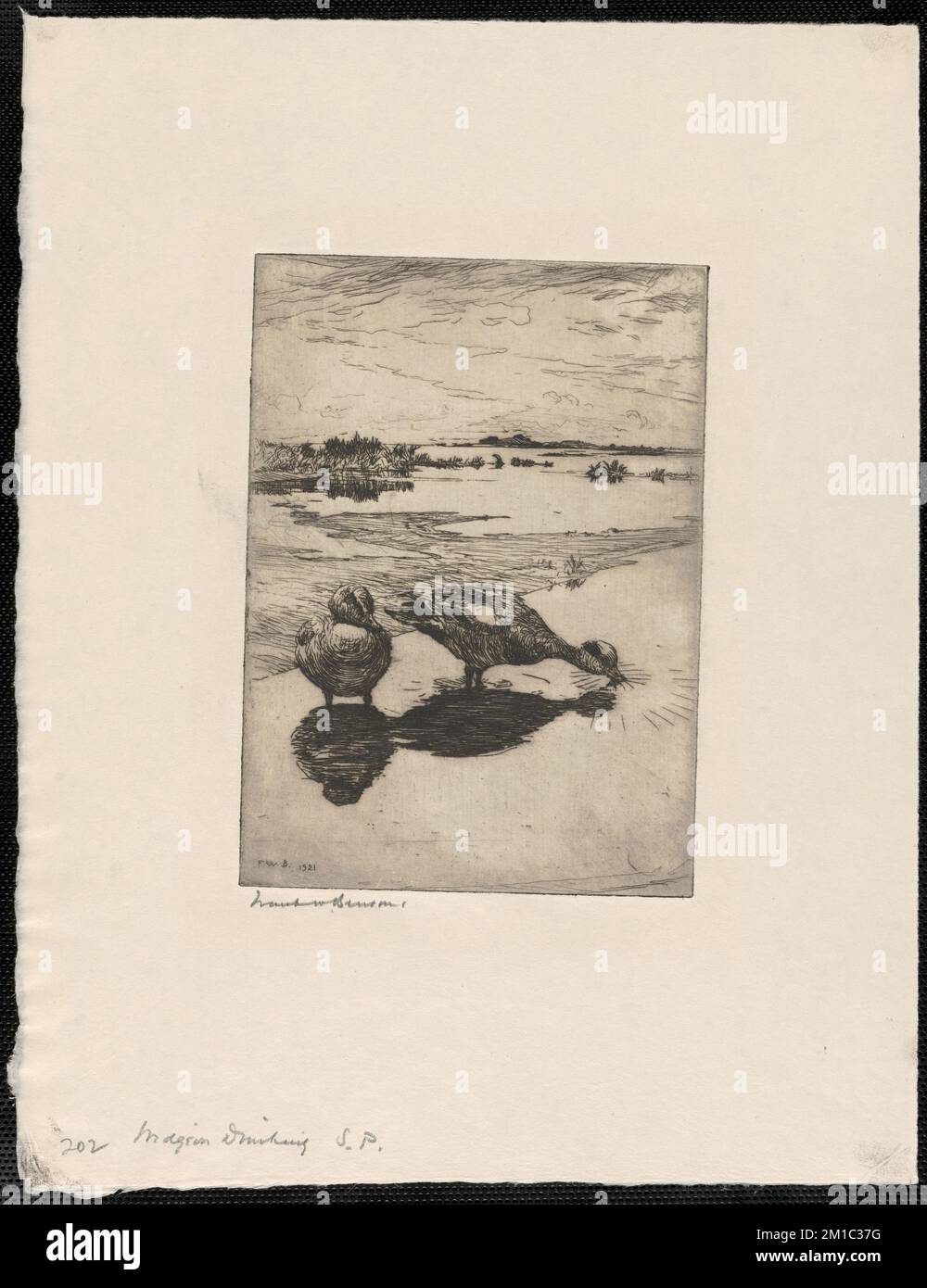 Widgeon drinking , Ducks, Bodies of water, Anas. Frank W. Benson (1862 ...