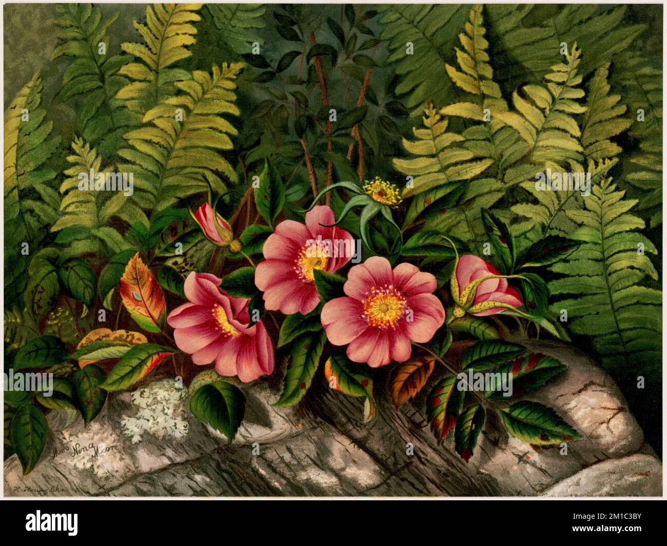 Louis prang roses hi-res stock photography and images - Alamy
