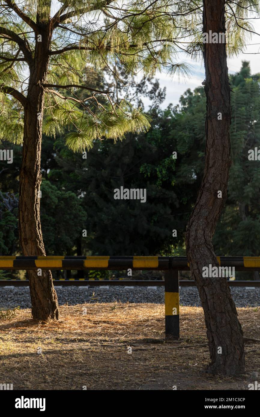 Slender tree trunks hi-res stock photography and images - Alamy