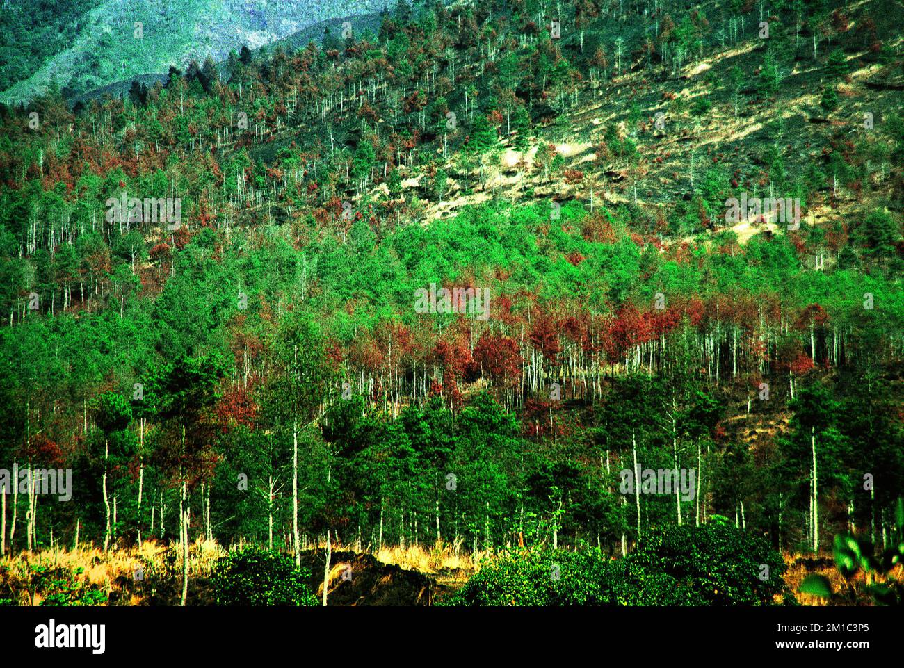 A view of landscape on the slope of Mount Guntur, an active volcano in ...