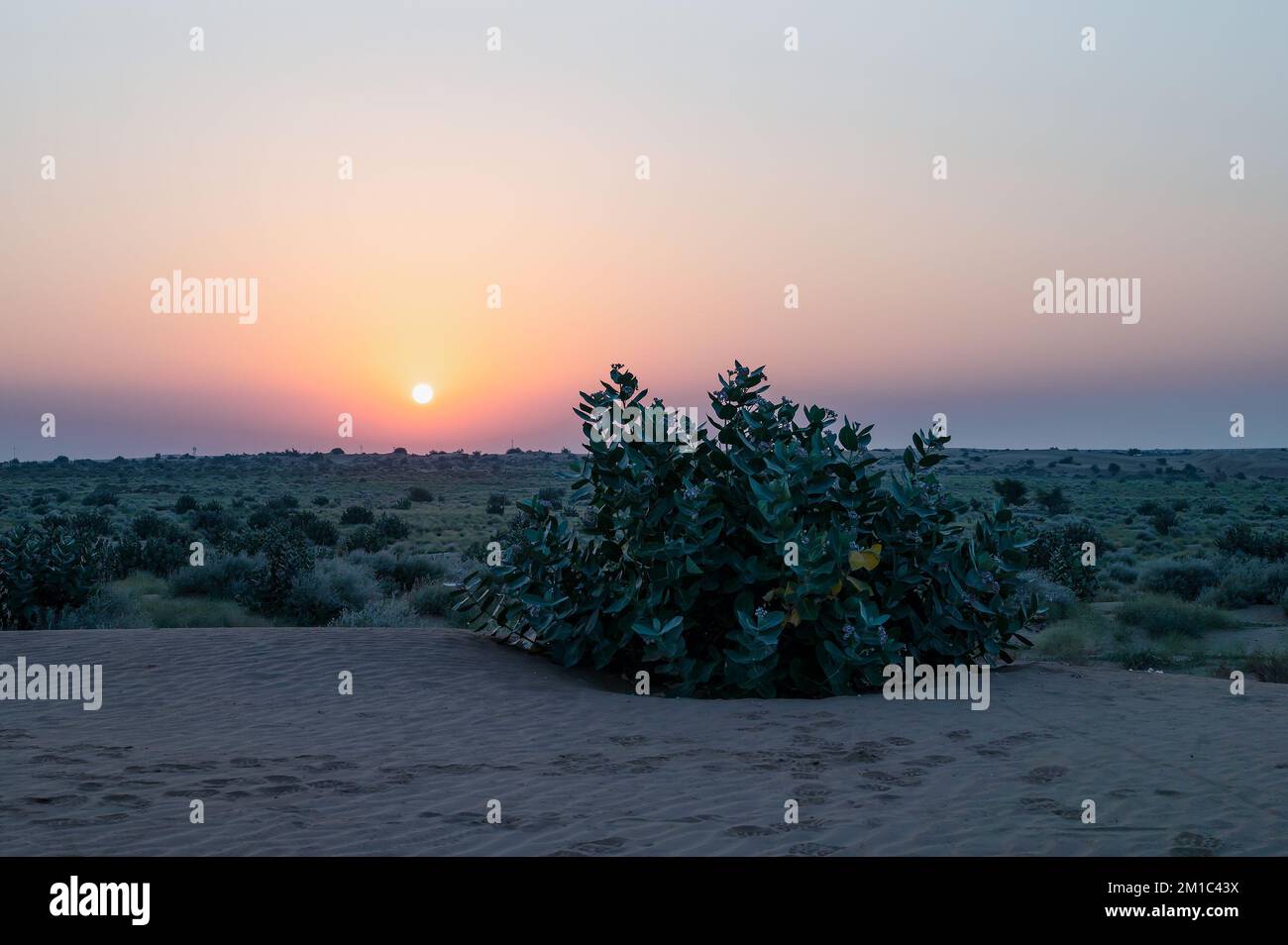Sun rising at the horizon of Thar desert, Rajasthan, India. Tourists from across India visits to ...