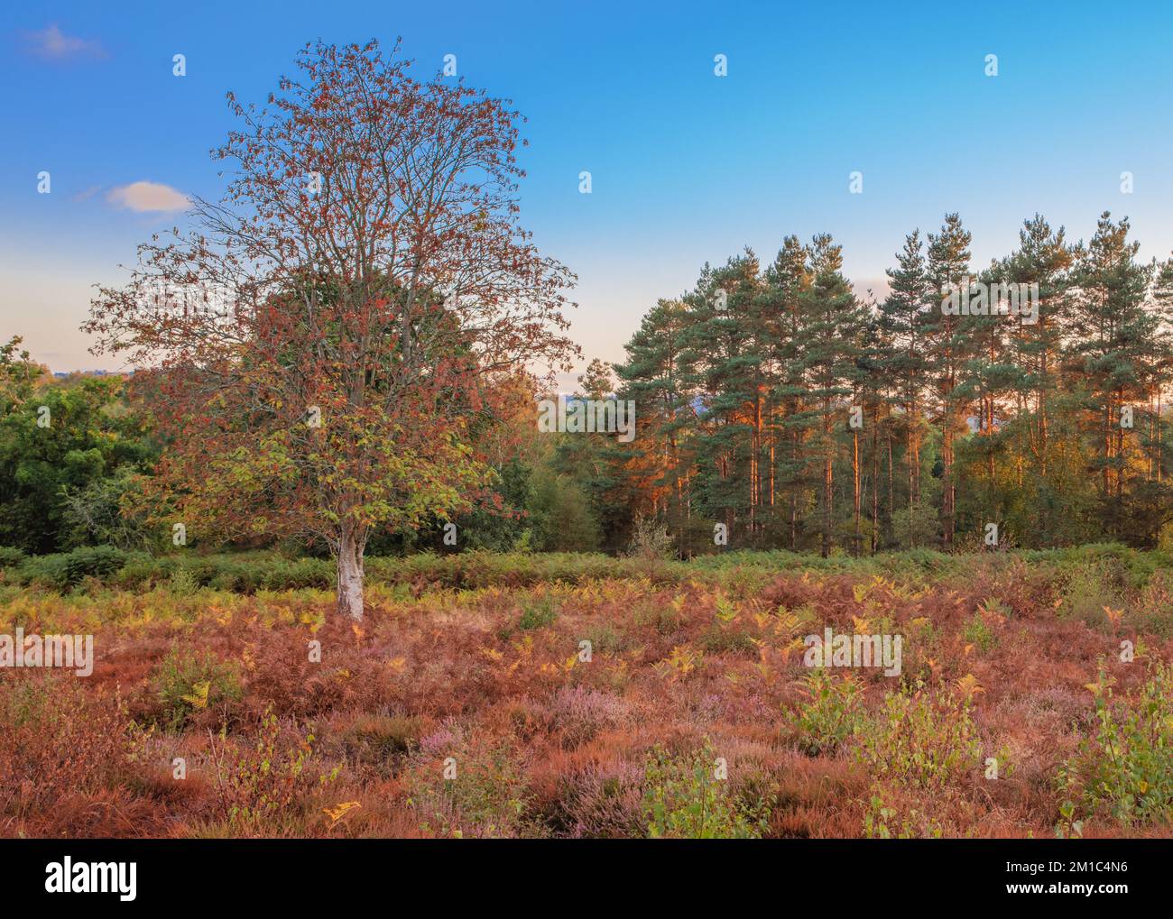 A breathtaking view of Lord's Piece in Pulborough, England under a ...