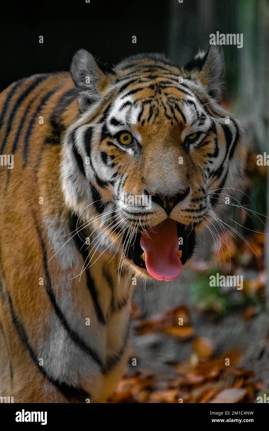 A vertical closeup of a cute tiger making a silly expression with its ...