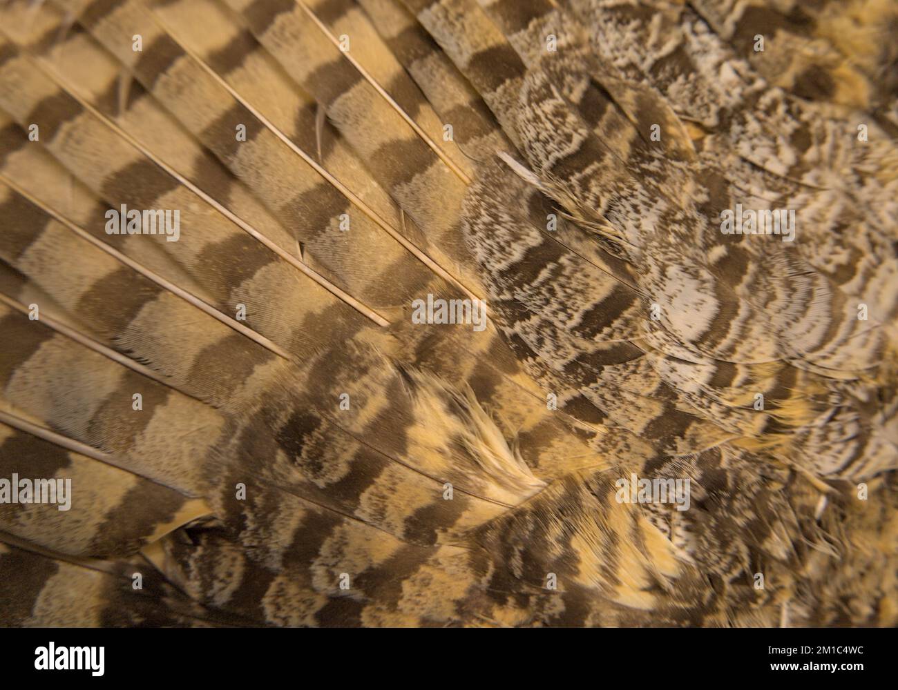 Wing pattern of plumage hi-res stock photography and images - Alamy