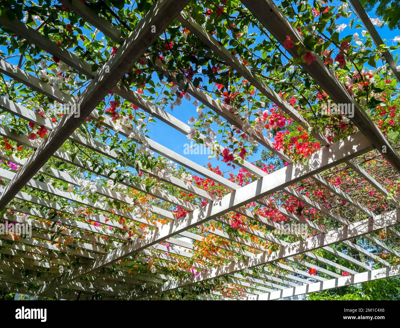 Flowers decoration on wooden pergola roof. Landscape home design ...
