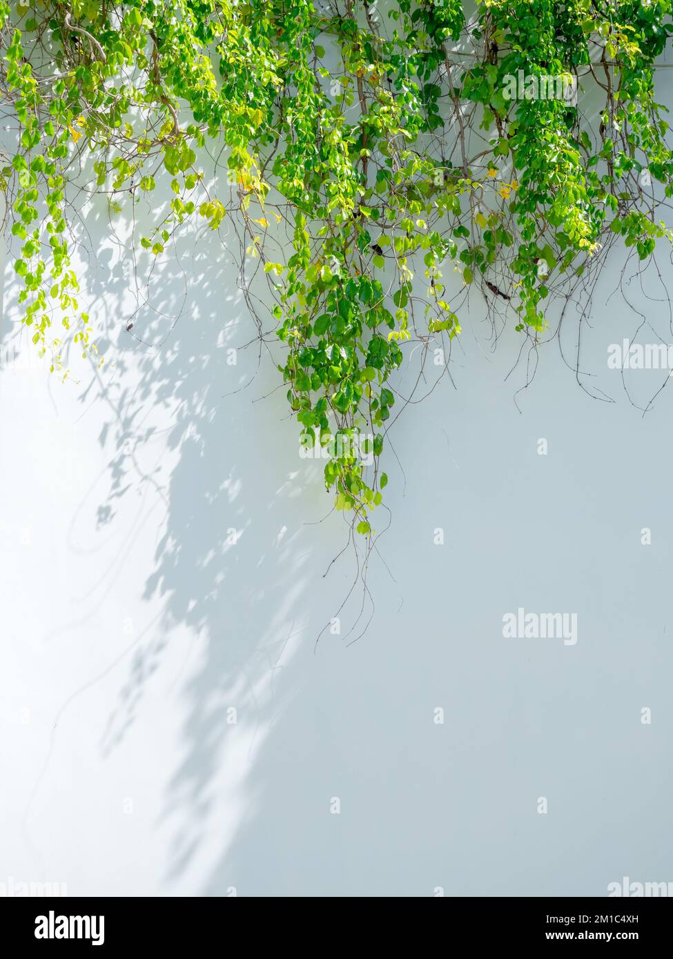 Vertical vine growth on tree hi-res stock photography and images - Alamy