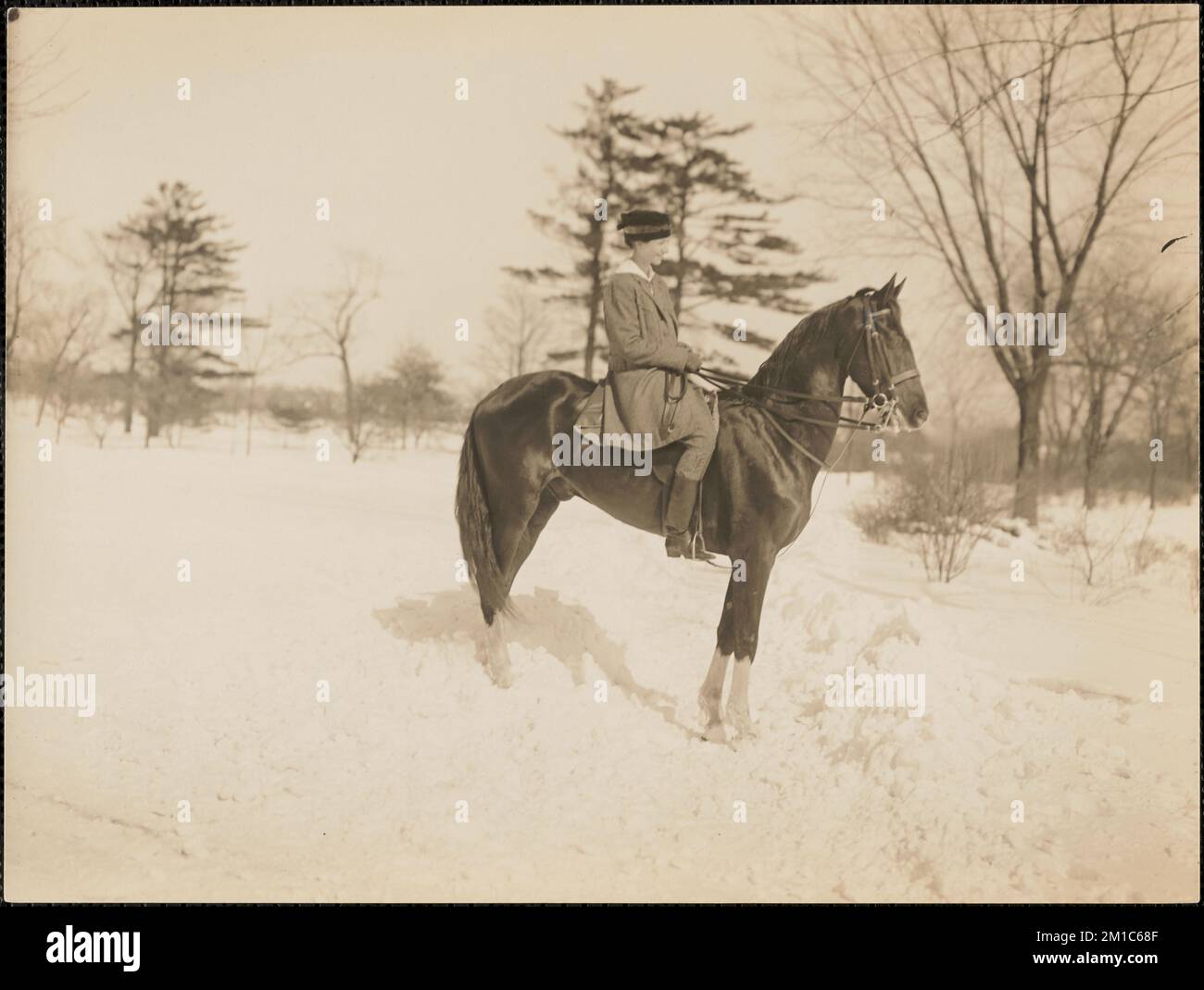 Woman sitting astride a horse in the snow , Horses, Horseback riding ...