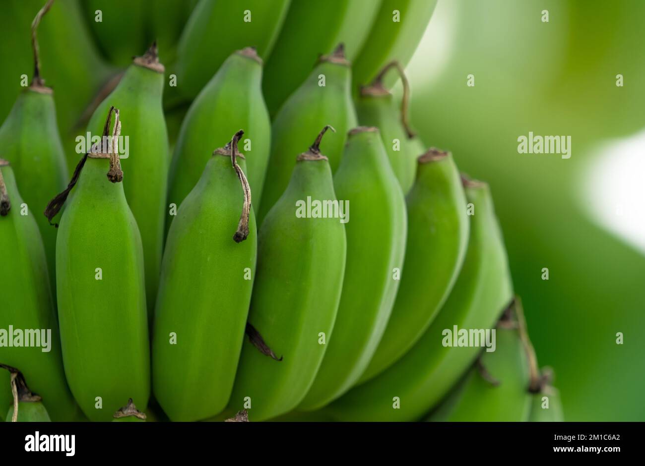 Banana tree farm hi-res stock photography and images - Alamy