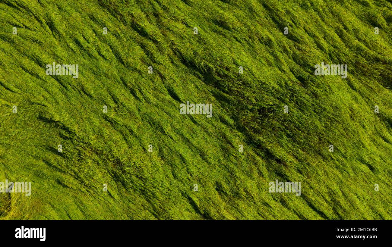 Aerial view of green rice field texture background. Rice plants bend ...
