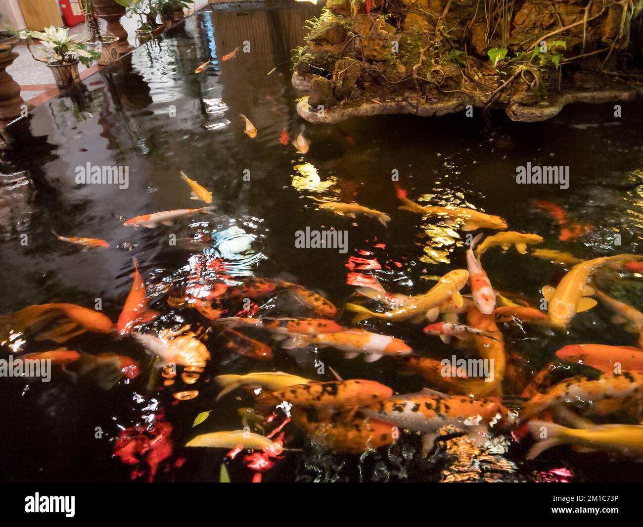 Koi fish at a pond at Hue Vietnam Stock Photo - Alamy