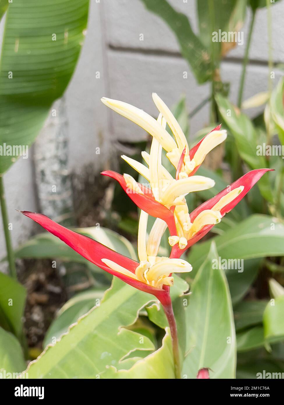 Flower at Hue Vietnam Stock Photo - Alamy