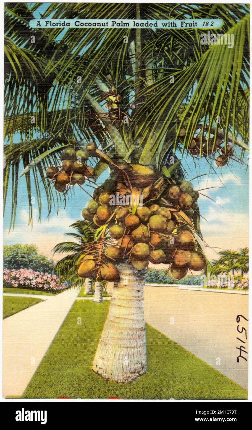 A Florida cocoanut palm loaded with fruit , Tichnor Brothers Collection ...