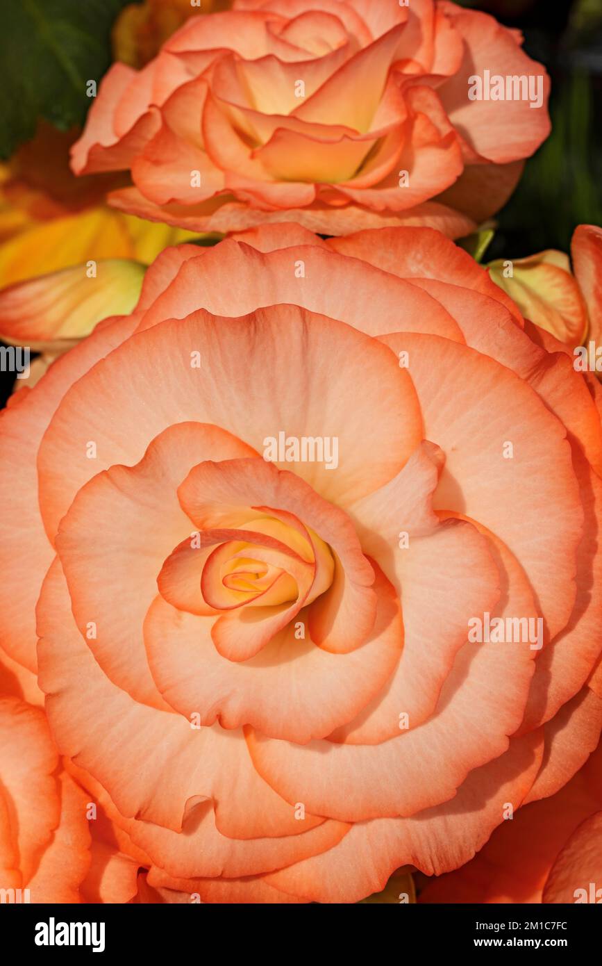 Ballarat Australia / The Annual Ballarat Begonia Festival is a popular ...