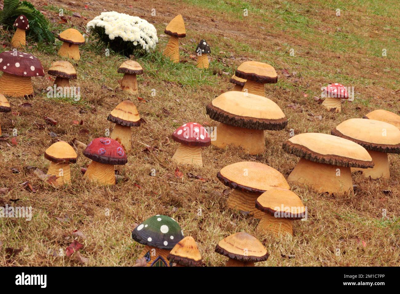 Field of Mushrooms Stock Photo - Alamy