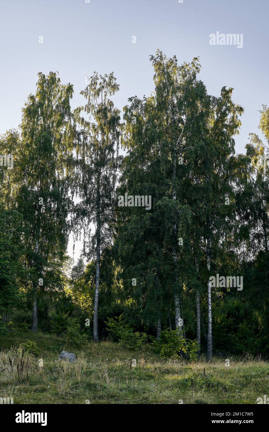 A vertical shot of a green grass field with tall lush trees under a ...