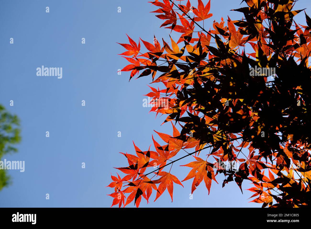 Beautiful autumnal foliage with red leaves on a mountain wood in lake ...