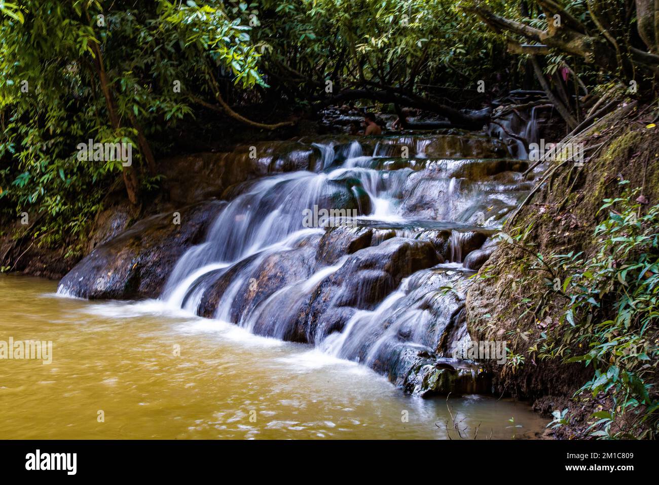 Ron tree hi-res stock photography and images - Alamy