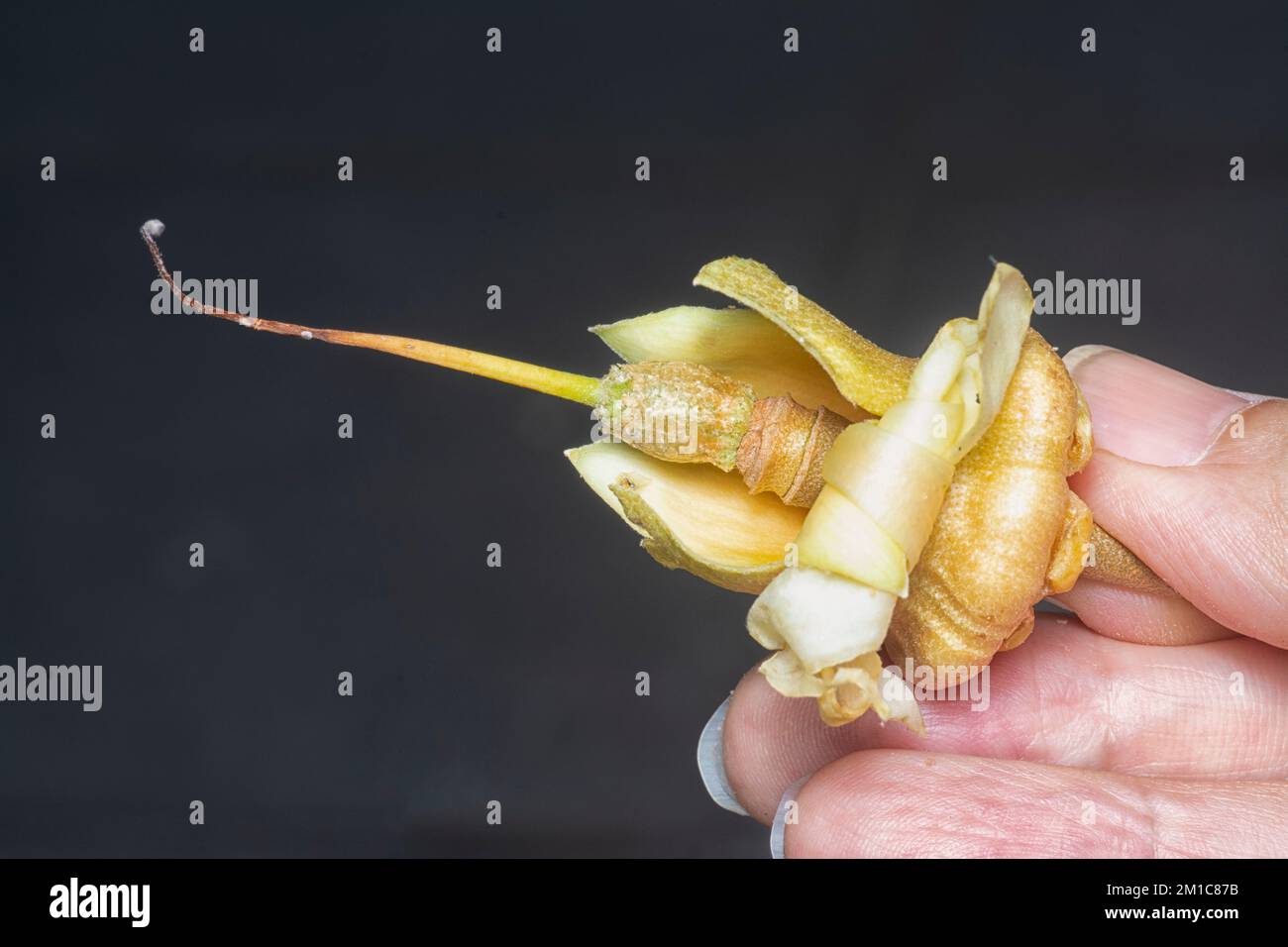 Durian flower hi-res stock photography and images - Alamy
