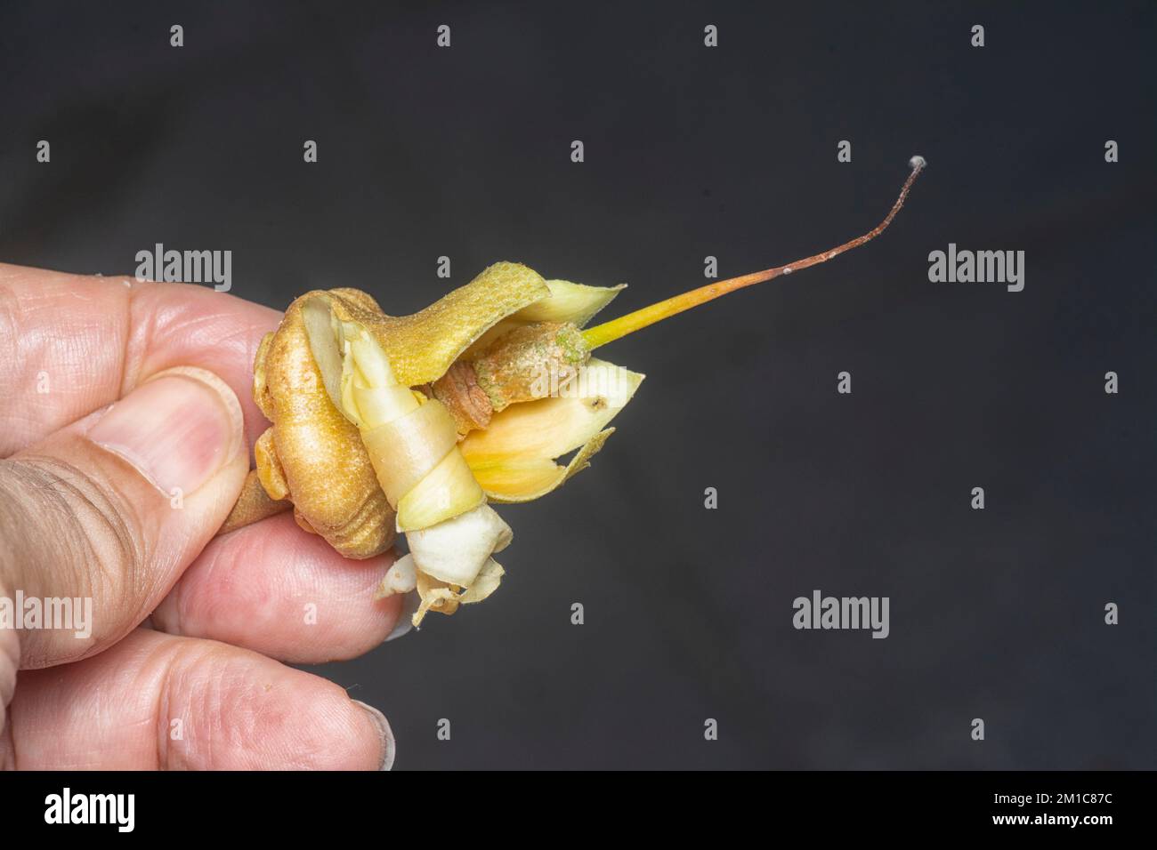 Durian flower hi-res stock photography and images - Alamy