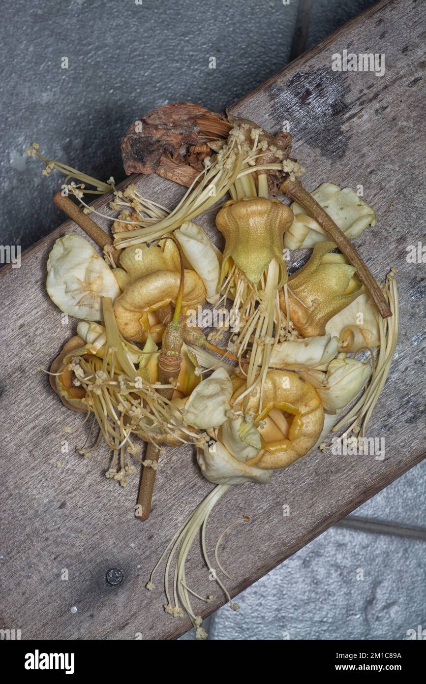 closeup of the fallen Durio zibethinus flower Stock Photo - Alamy